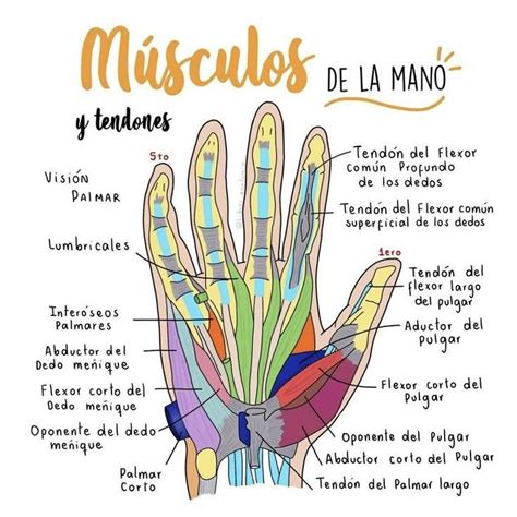 Dibujo De La Mano Y Sus Partes Morfología De La Mano Regiones De La