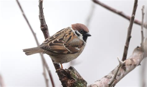 Eurasian Tree Sparrow Birdforum