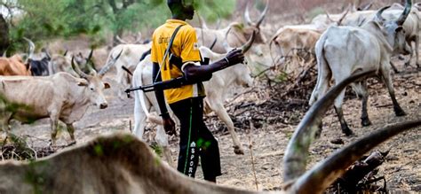 Fulani Herdsmen Destroyed 50 Million Naira Agricultural Investment In