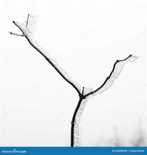 Closeup Of A Twig Covered With Ice Stock Image Image Of Frost