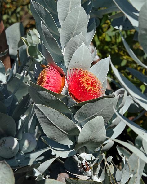 Mottlecah Eucalyptus Macrocarpa 1 Of 3 Flowering In Ki Flickr