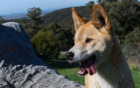 Do Dingoes Smell