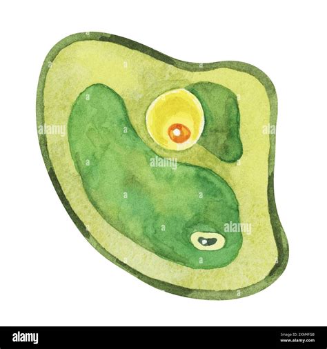 Chlorella Illustration Featuring A Single Green Algae Cell With Detailed Structure Seaweed