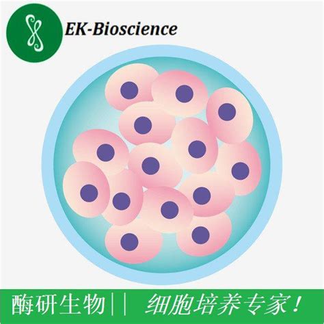 Hacat细胞系、hacat细胞株、hacat细胞、hacat 永生化表皮细胞价格详情介绍 960化工网 960化工网