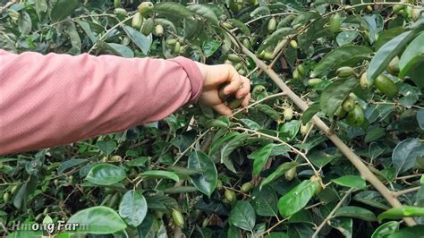 So Happy When Oleaster Tree Are Full Of Fruit Country Girl Haverst Them And Sold At Market