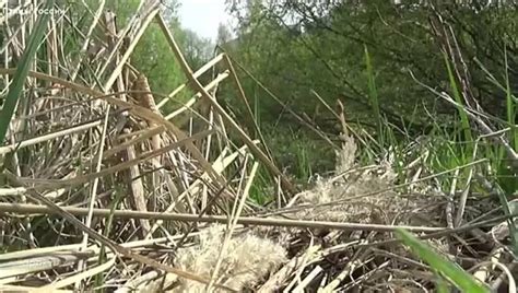Весенние голоса тридцати певчих птиц Мини определитель Птицы России