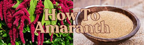 How To Amaranth Howtogro