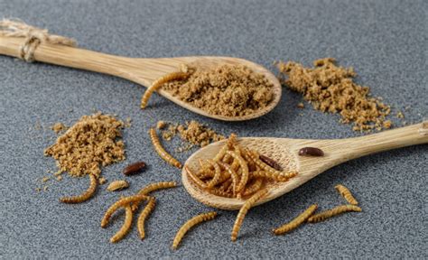 Gesunde Ernährung Lebensmittelgesetz Erlaubt Insekten In Unserem Essen