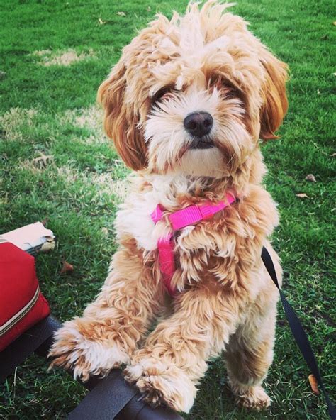 25 Shih Tzus Mixed With Poodle Artofit