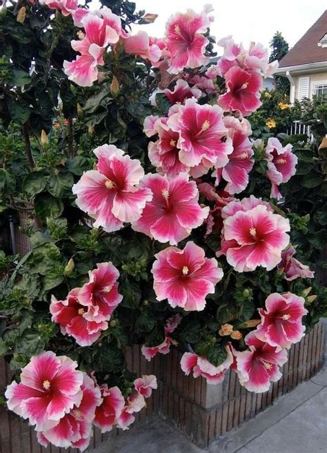 Beautiful Pink Flowers Growing On A Fence Hibiscus Pflanze Tropische Gartengestaltung