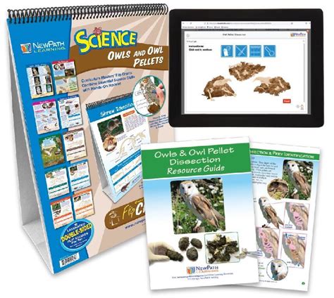 Owls And Owl Pellet Dissection Resources Ecology Learning Activities