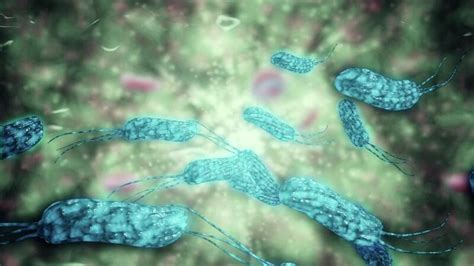 Animation Of Several Helicobacter Bacteria 57053693 Stock Video At