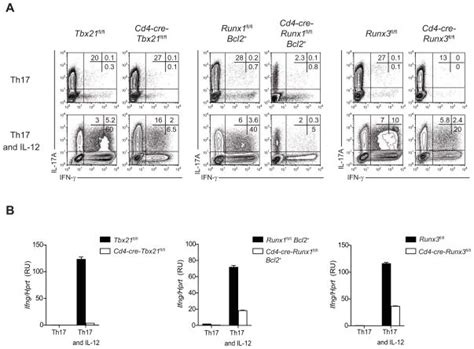 The Transcription Factors T Bet And Runx Are Required For The Ontogeny