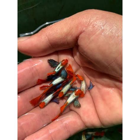 Jual Hiasan Aquarium Ikan Hias Guppy Prtde Koi Shopee Indonesia