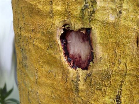 Natural Wonders Dragon S Blood Trees Explorersweb