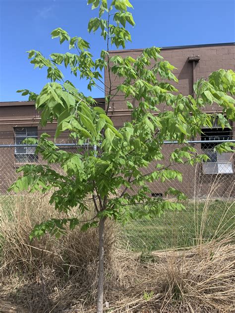 Trees Of Assembly Assembly Mennonite Church