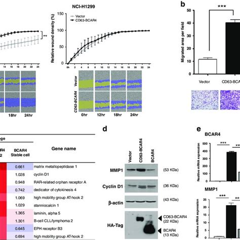 Effects Of Cd63 Bcar4 Expression On Cell Migration And Gene Expression