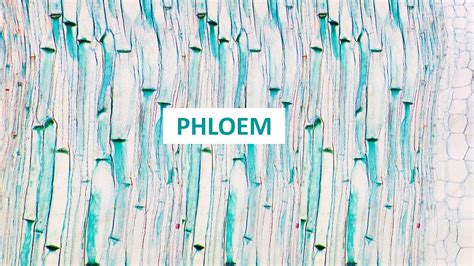 Pg Anatomy Node Nodal Anatomy Cambium Differentiation Pdf