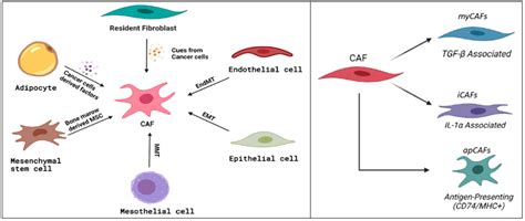 The Heterogeneity Of Cafs And Immune Cell Populations In The Tumor