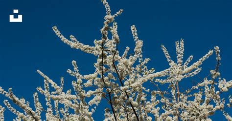 青い空を背景に白い花を咲かせる木の写真 Unsplashの無料工場写真