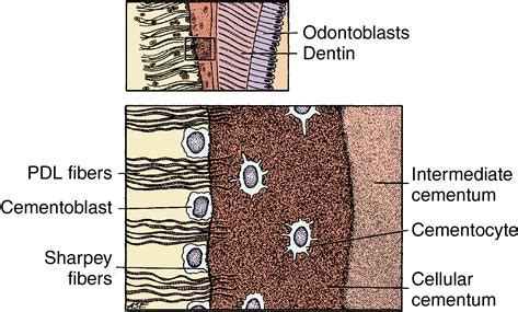 10 Cementum Pocket Dentistry