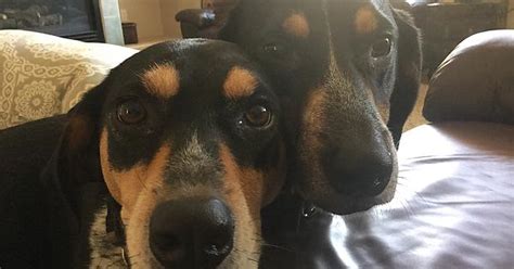 They May Look Precious But They Are Passive Aggressively Arguing By