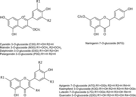 Anthocyanins And Other Flavonoids At Jenenge Blog