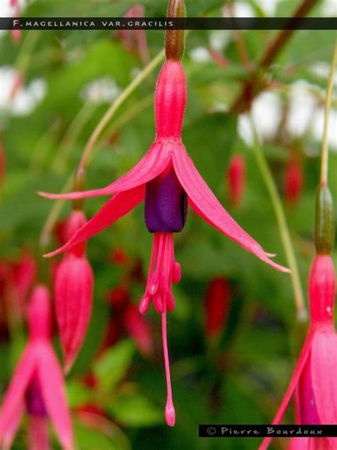 F Magellanica Var Gracilis FuchsiaFinder