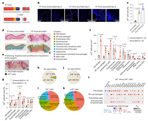 文献解读 Xenium揭示清除p21高表达衰老细胞加速皮肤伤口愈合 知乎