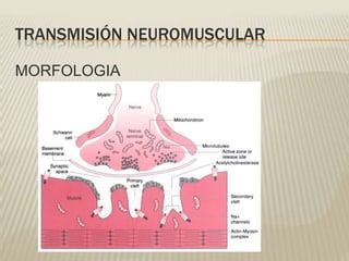 Placa Neuromuscular Pptx