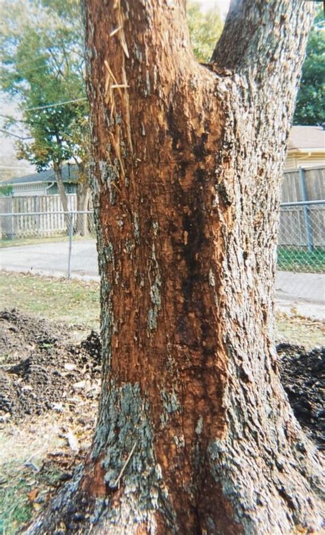 What To Do When Lightning Strikes A Tree