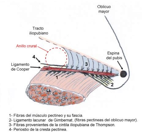 Trabajos De Investigación RegiÓn Inguinocrural El Ligamento De Cooper