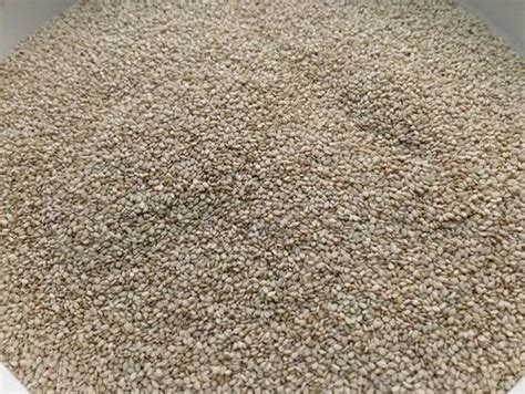 Golden Natural Sesame Seed At ₹ 185kg In Hyderabad Id 2853930657497