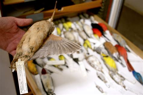 How Does Chicagos Skyline Impact Migratory Birds Wbez Chicago