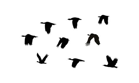 Flying African Houbara Bird Silhouette Collection 59287723 Vector Art At Vecteezy