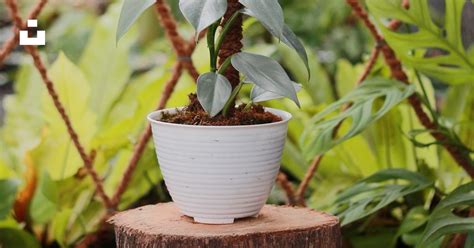 나무 그루터기 위에 앉아 있는 화분 사진 Unsplash의 무료 코타 말랑 이미지