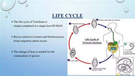 Trichuris Trichiura Life Cycle 577x569