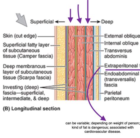 Anterior Abdominal Wall Flashcards Quizlet