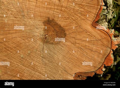 Cross Section Of A Tree Trunk Stock Photo Alamy