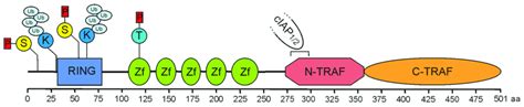 Domain Architecture Of Traf2 A Sequence Of 501 Amino Acids Prescribes