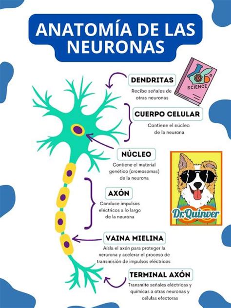 Anatomía de las Neuronas Dr Quinver uDocz