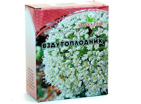 Вздутоплодник сибирский: описание, рецепты, применение и отзывы