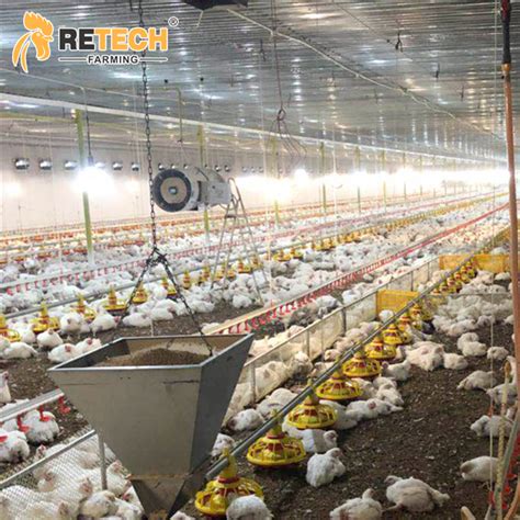Feeding And Management Of Broiler Chicks Retech Farming