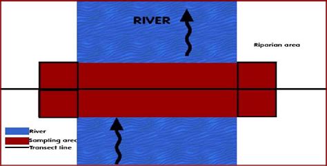 River Cross Section Showing Sample Area See Online Version For Colours Download Scientific