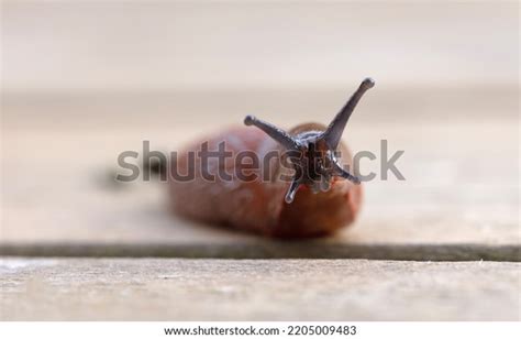 Naked Slug On Wooden Floor Selective Stock Photo 2205009483 Shutterstock