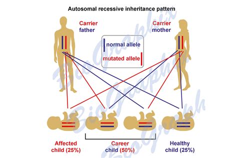 Inheritance Of Autosomal Recessive Diseases Biographix