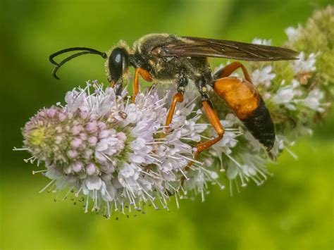 Great Golden Digger Wasp Paul Hotson 235 The Hamilton Camera Club