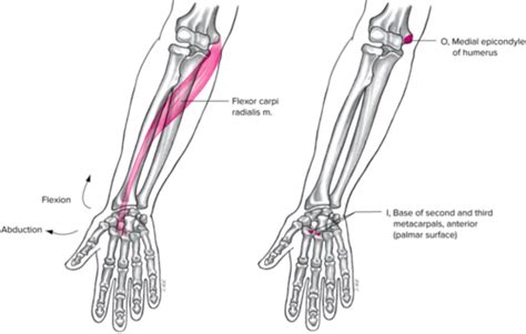 Wrist And Hand Joint Flashcards Quizlet