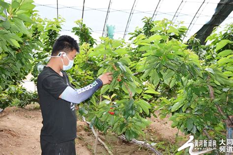 阳高县：红了樱桃 鼓了腰包大同频道黄河新闻网