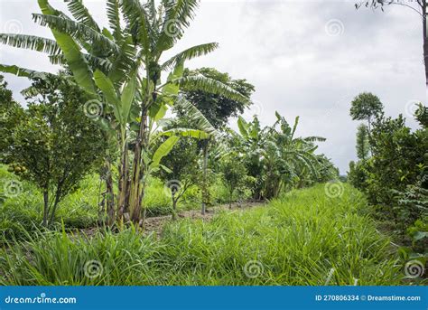 Agroforestry System With Eucalyptus Lime Mandarin Cassava Mango And